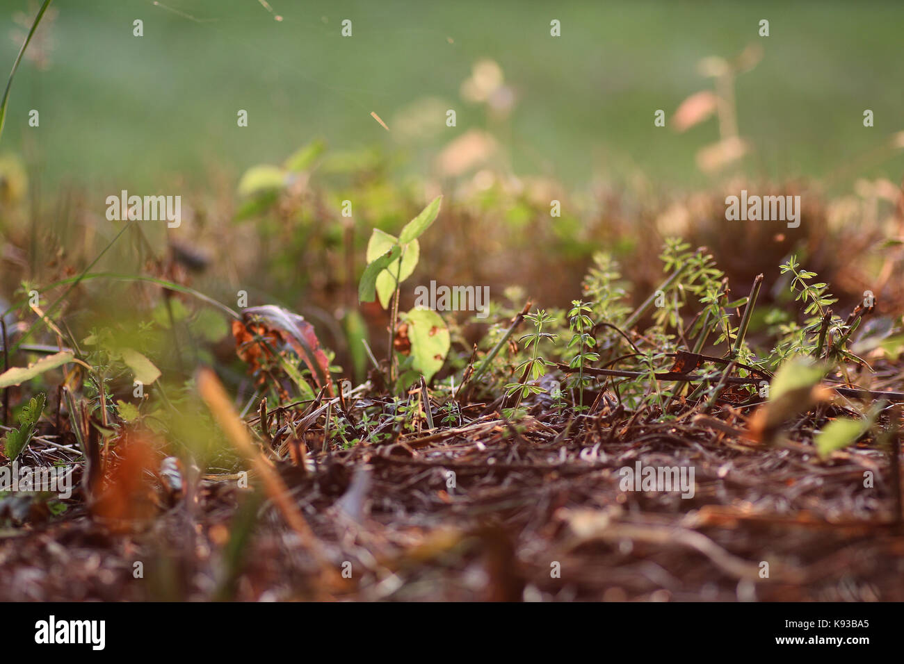 Purple bell on the nature Stock Photo - Alamy