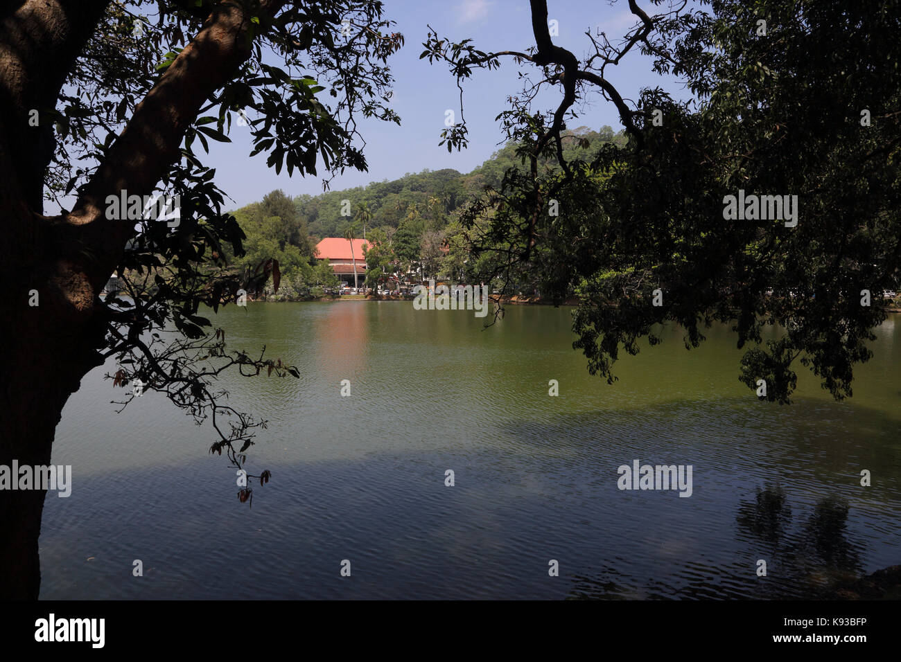Kandy Sri Lanka Tree over Hanging Kandy Lake Kiri Muhuda Large ...