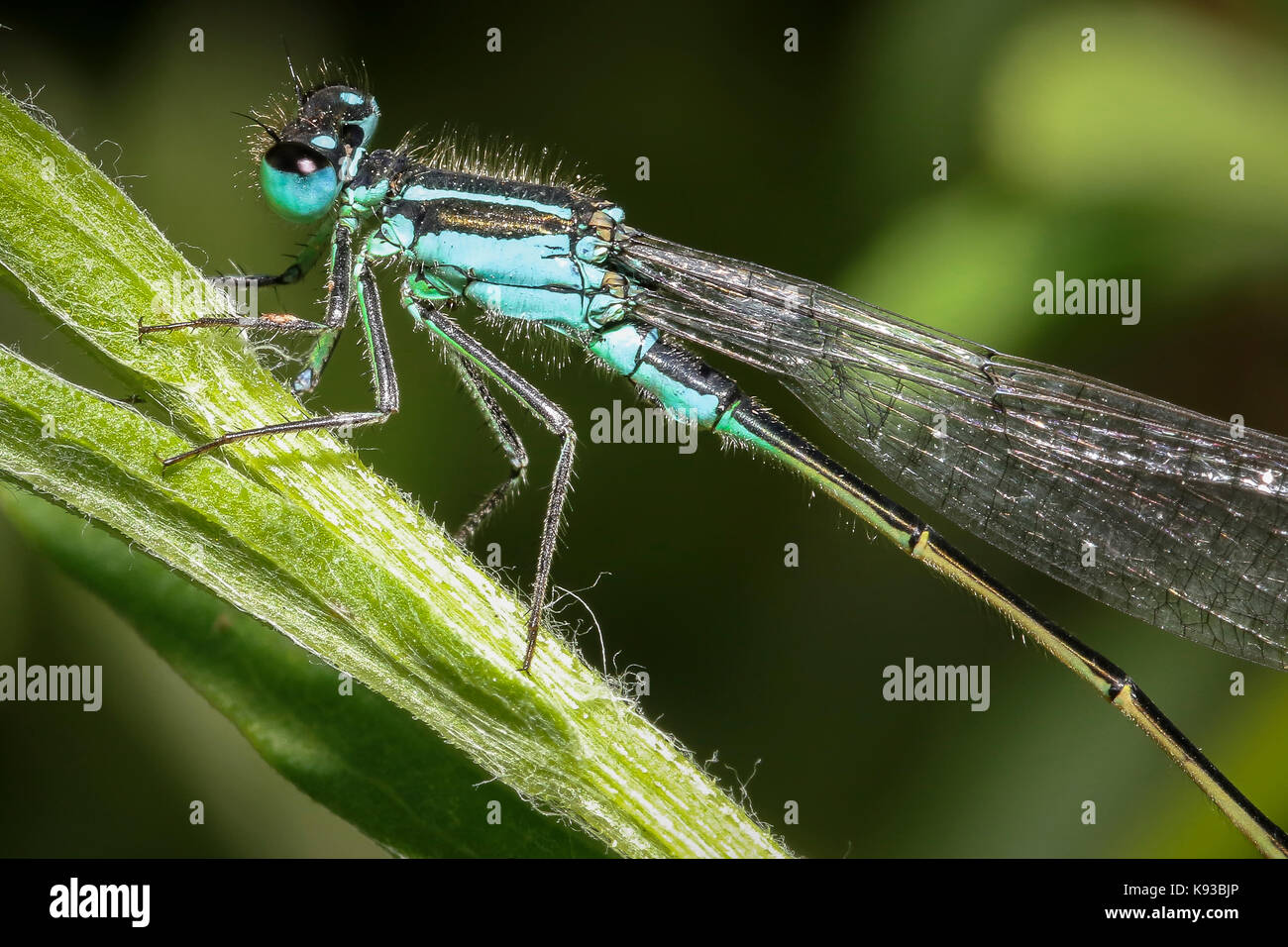 Damselfly art hi-res stock photography and images - Alamy