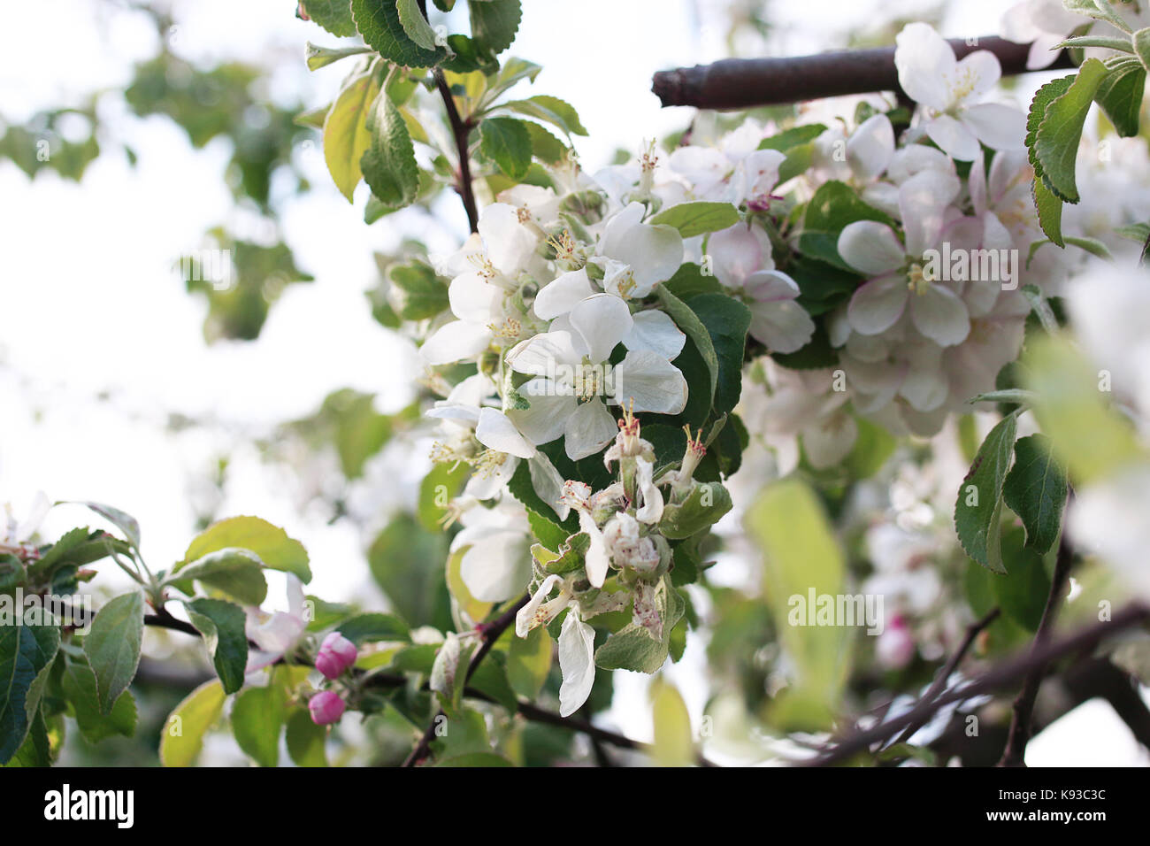 flowering apple tree with bright white flowers Stock Photo - Alamy