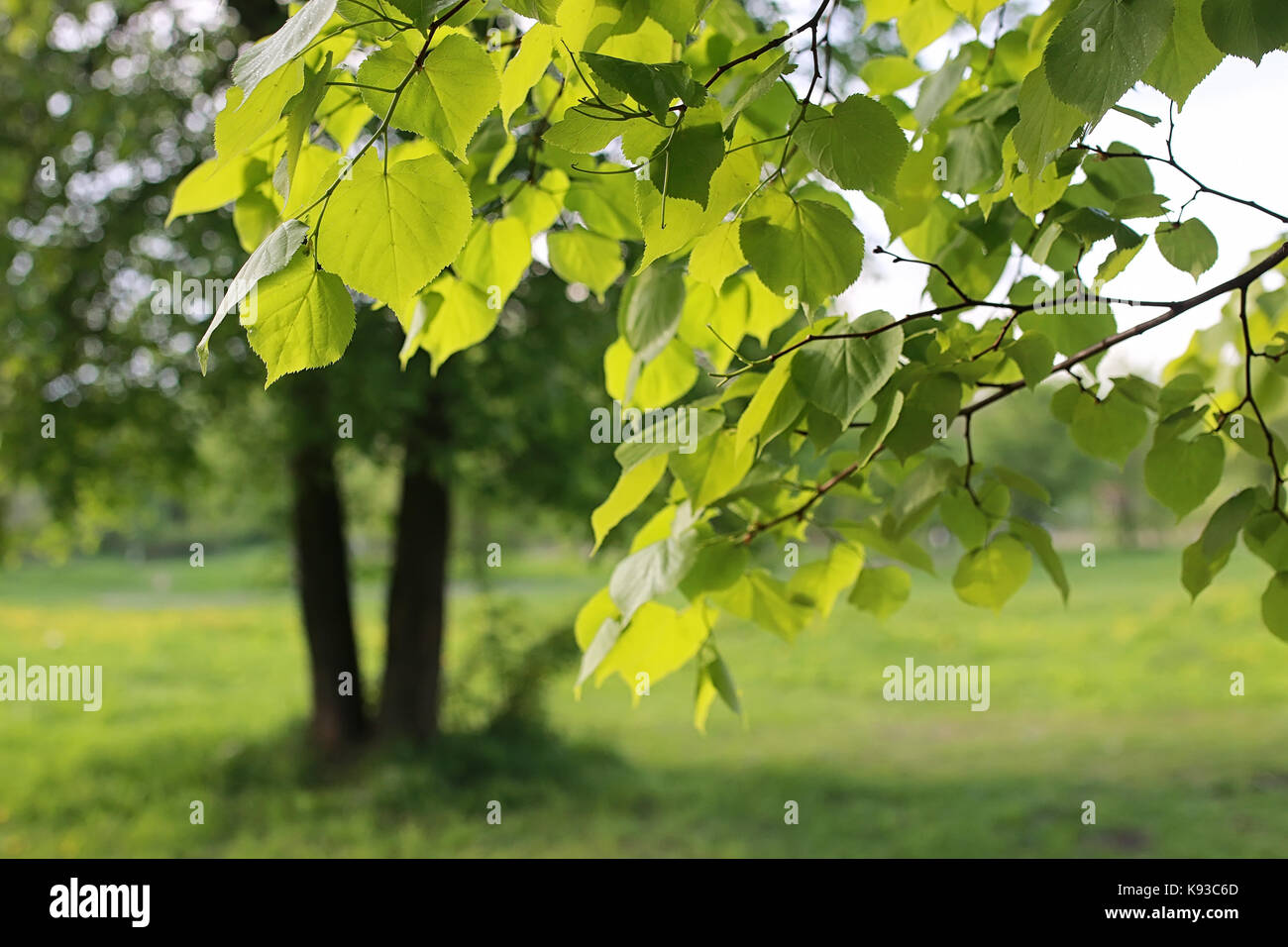 park in the city, young sprouts of trees in spring Stock Photo - Alamy