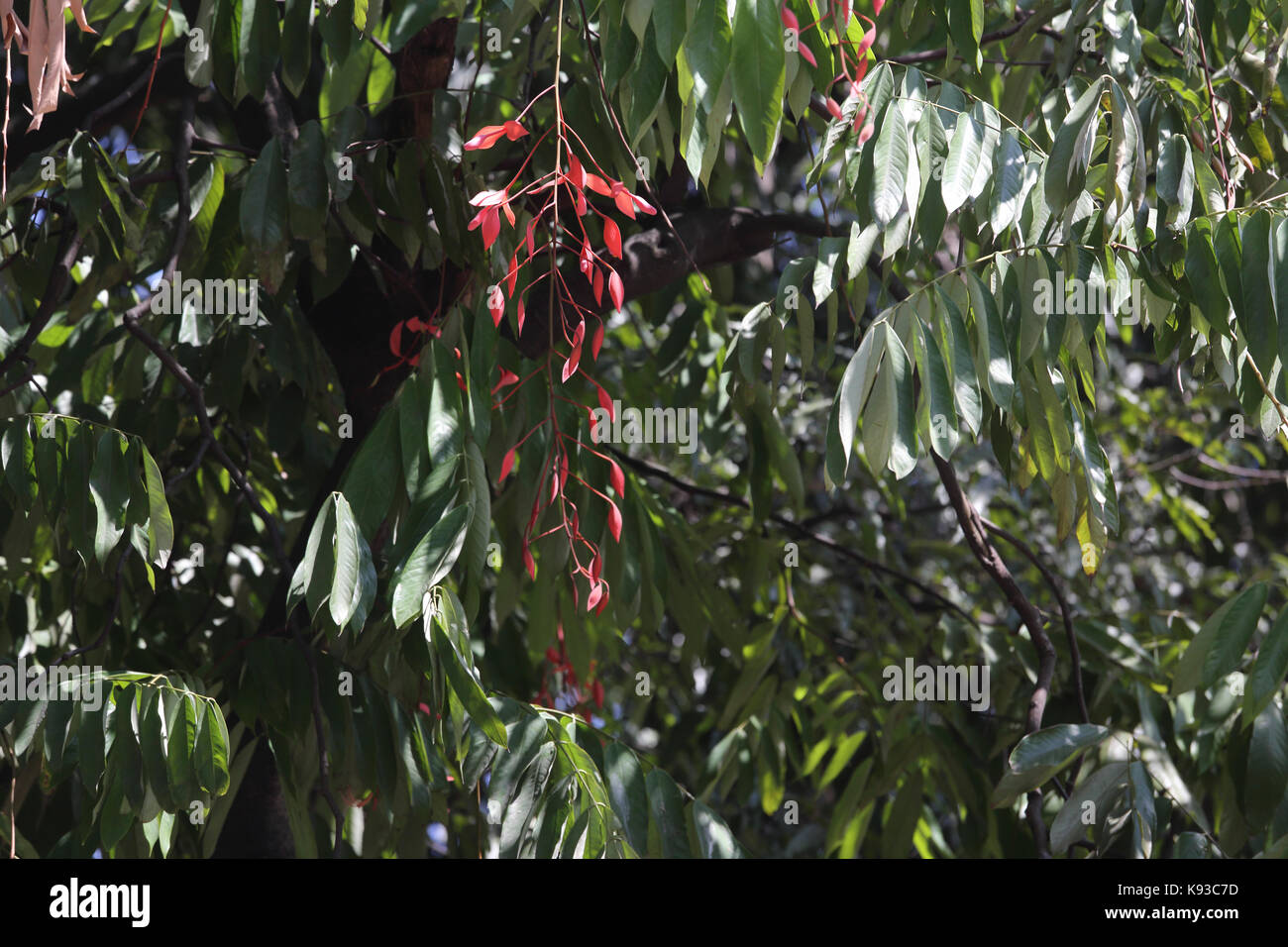 Kandy Sri Lanka Amherstia Nobilis Tree by Kandy Lake Kiri Muhuda Stock ...