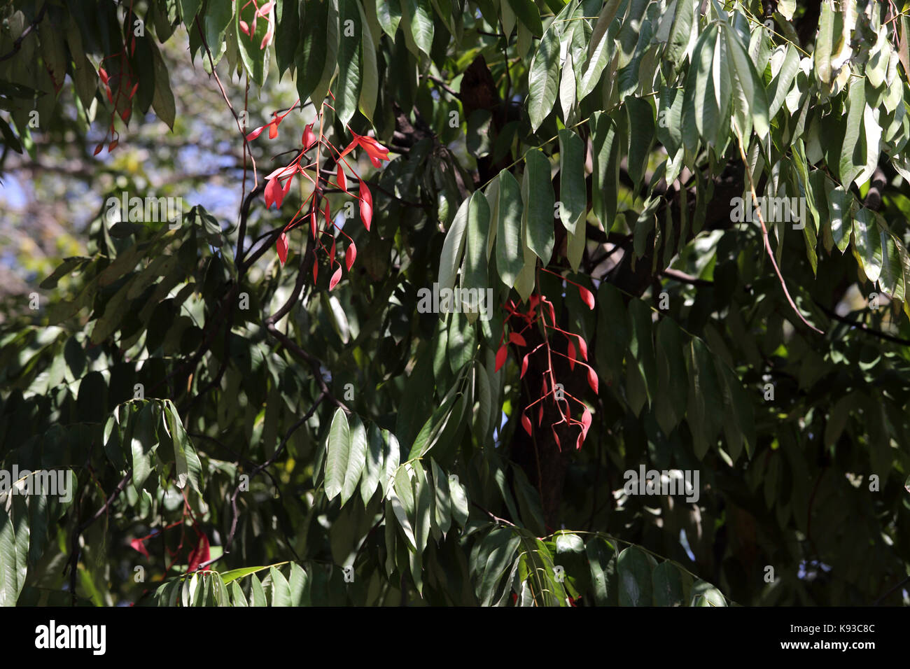 Kandy Sri Lanka Amherstia Nobilis Tree by Kandy Lake Kiri Muhuda Stock ...