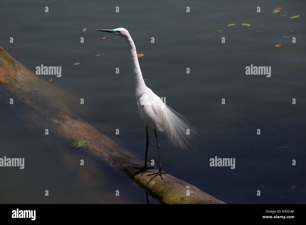 Kandy Sri Lanka Eastern Great Egret during breeding season on Kandy ...