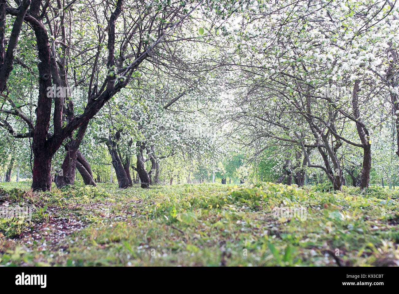 early spring flowering apple tree with bright white flowers Stock Photo ...