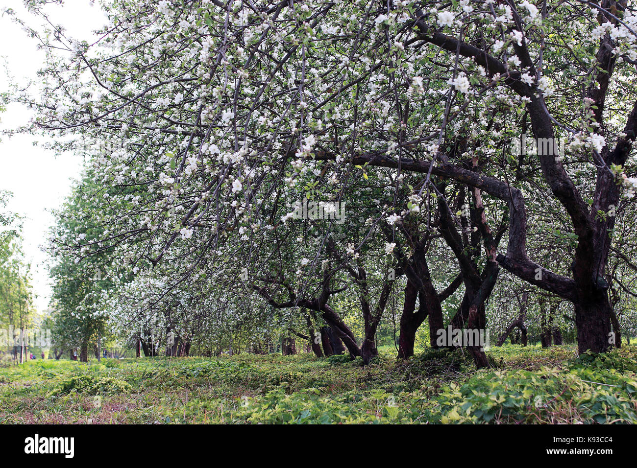 early spring flowering apple tree with bright white flowers Stock Photo ...