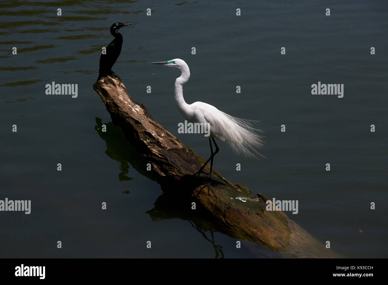 Kandy Sri Lanka Eastern Great Egret and Indian Cormorant during ...