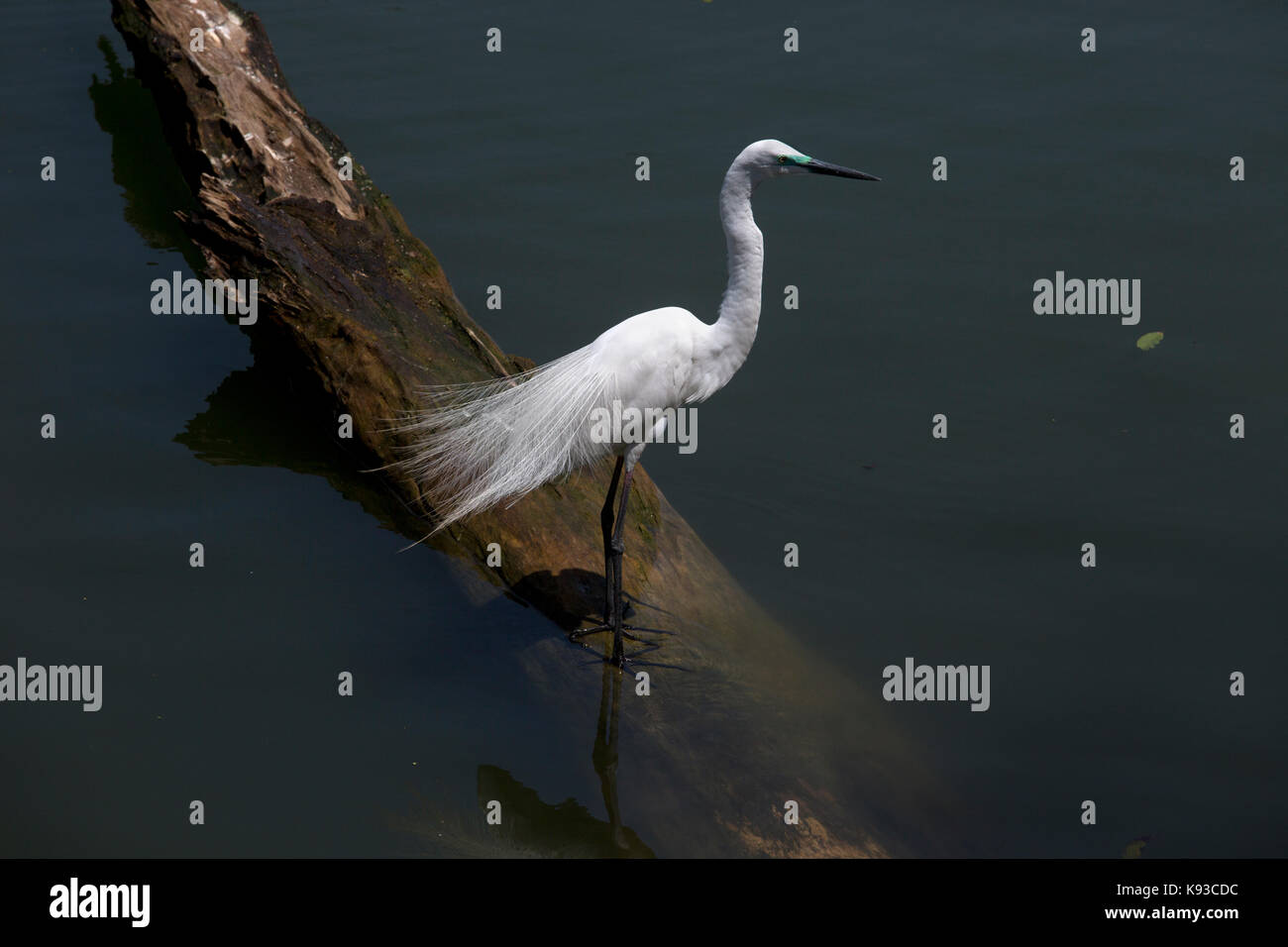 Kandy Sri Lanka Eastern Great Egret during breeding season on Kandy ...