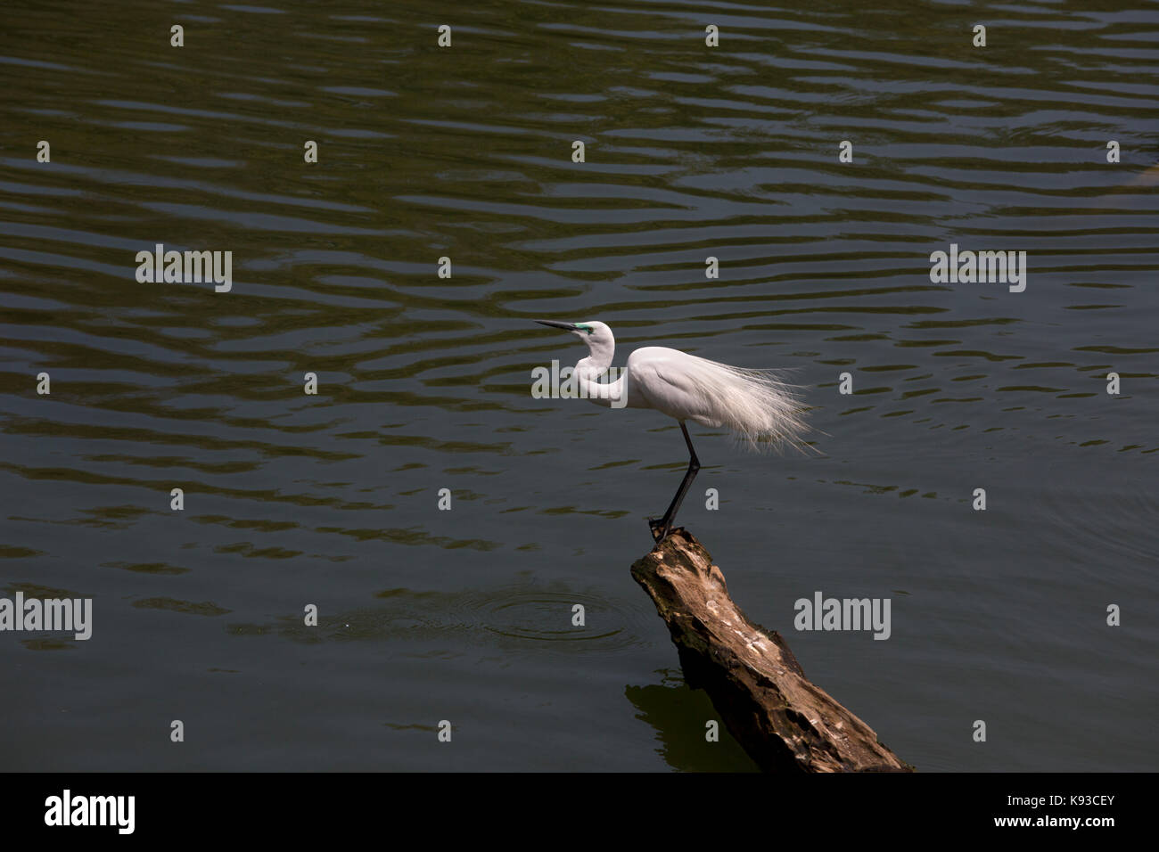 Kandy Sri Lanka Eastern Great Egret during breeding season on Kandy ...
