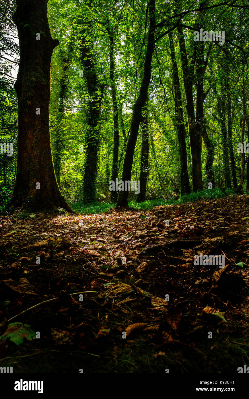 Sunlight through trees cornwall hi-res stock photography and images - Alamy