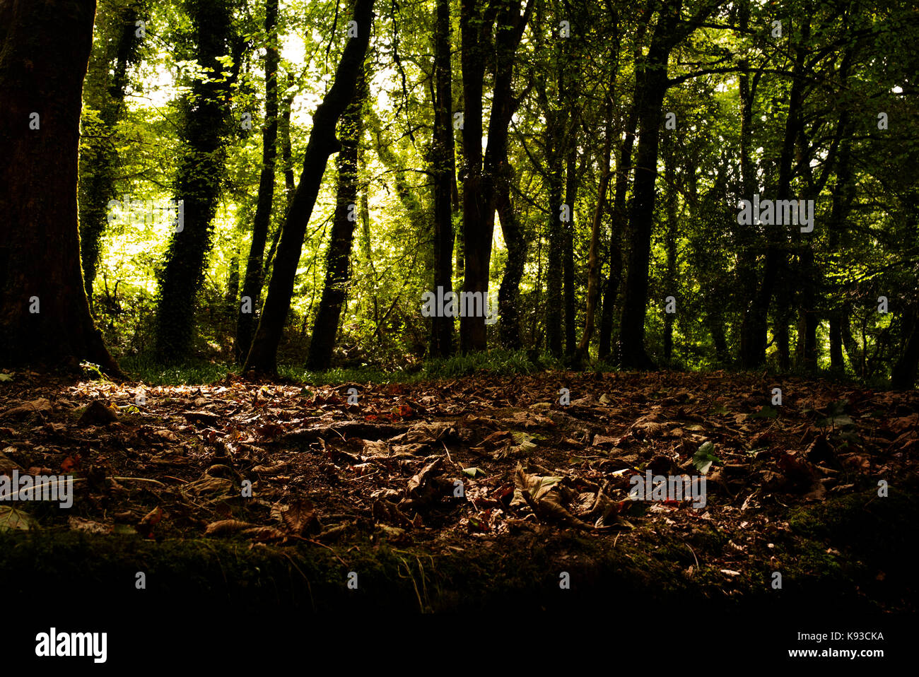 woodland Cornwall low angle forest floor Stock Photo - Alamy