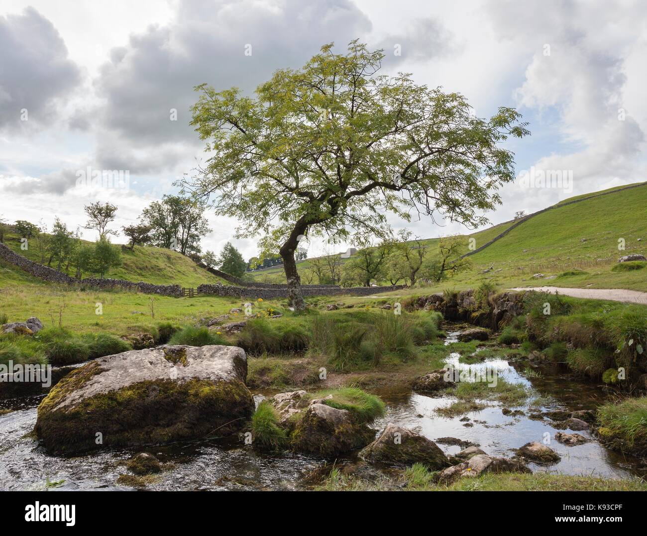 Ash tree at Malham Beck, Malham Cove, Yorkshire Dales National Park ...