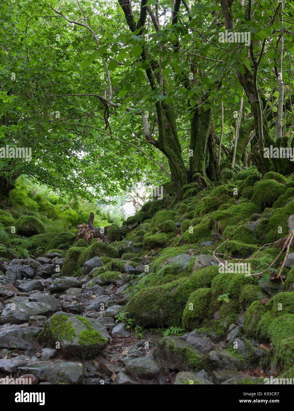 Mossy path to Silver Howe, Grasmere, Lake District, England Stock Photo ...