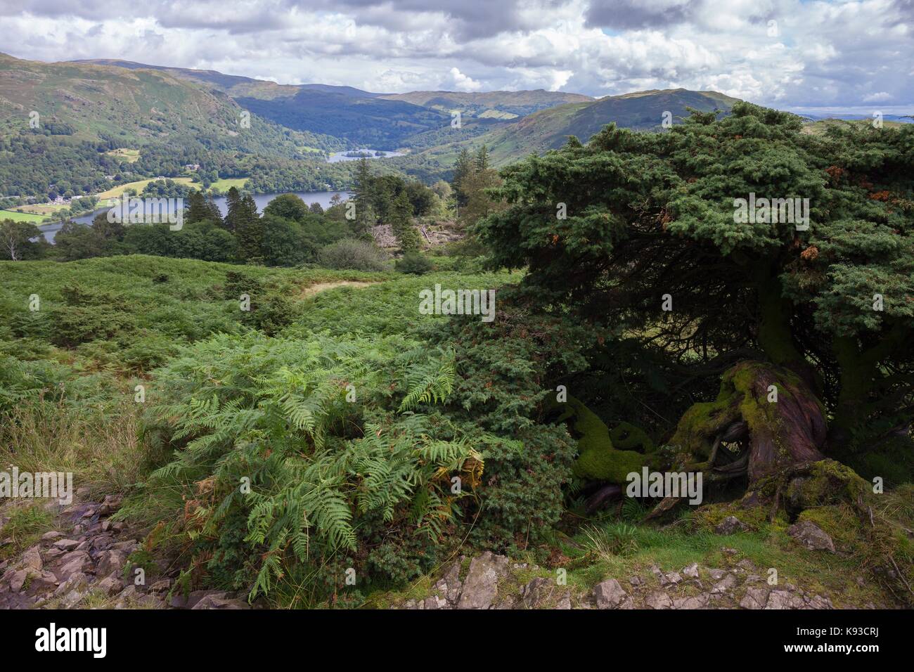 Old Juniper tree on Silver Howe with Grasmere in background, Lake ...