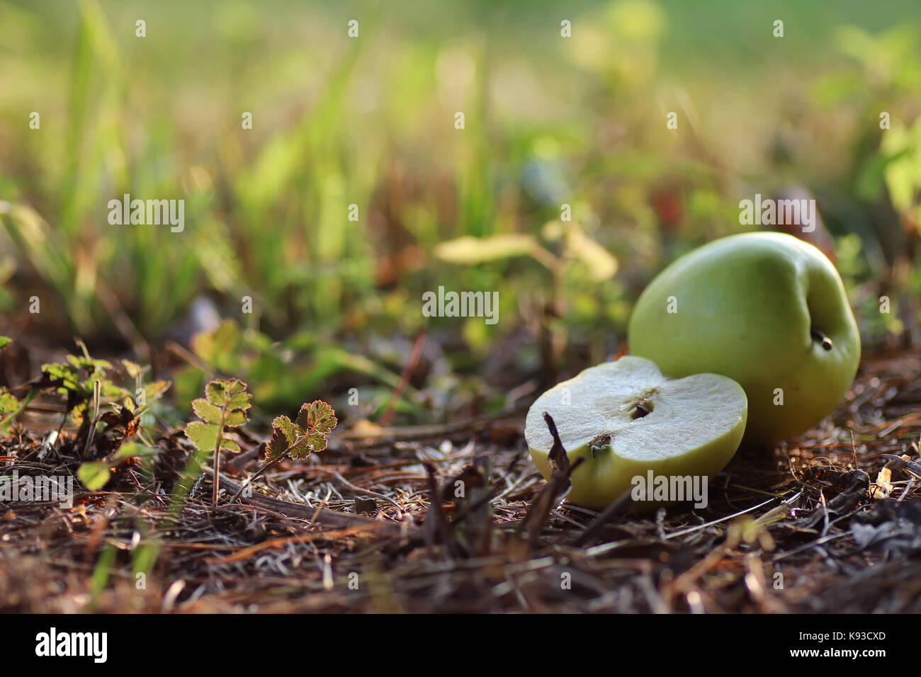 apple on the ground outdoor Stock Photo - Alamy