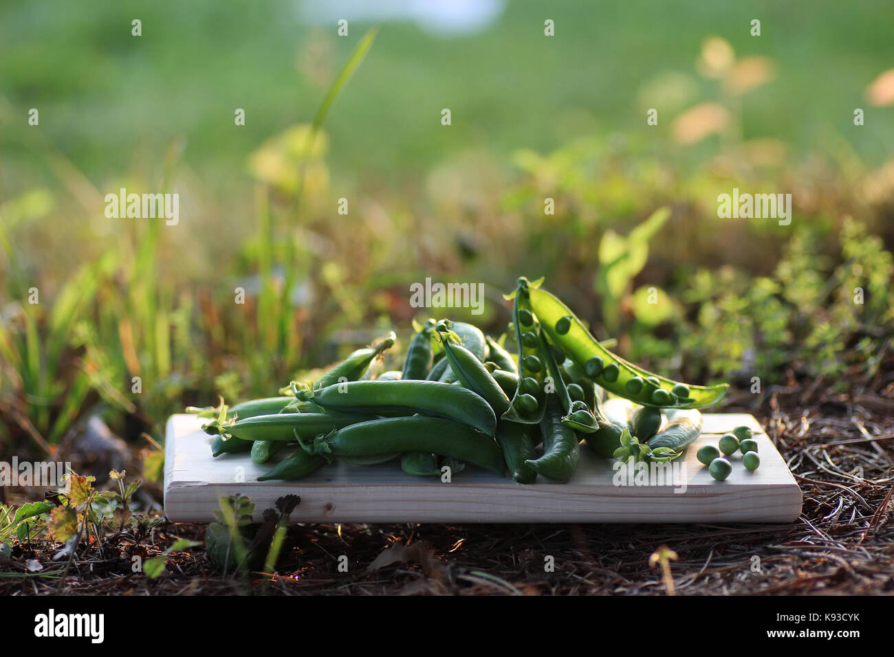 cucumber crop on the ground Stock Photo - Alamy