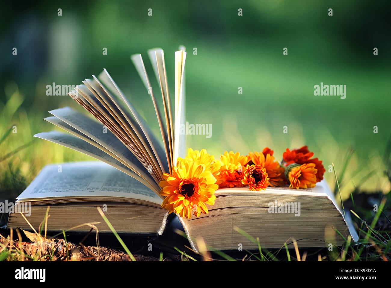 open book with flower on grass Stock Photo - Alamy