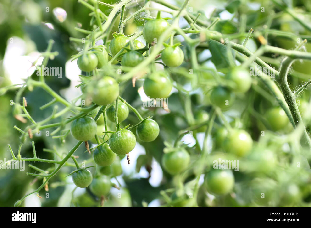 tomato on branch crop Stock Photo - Alamy