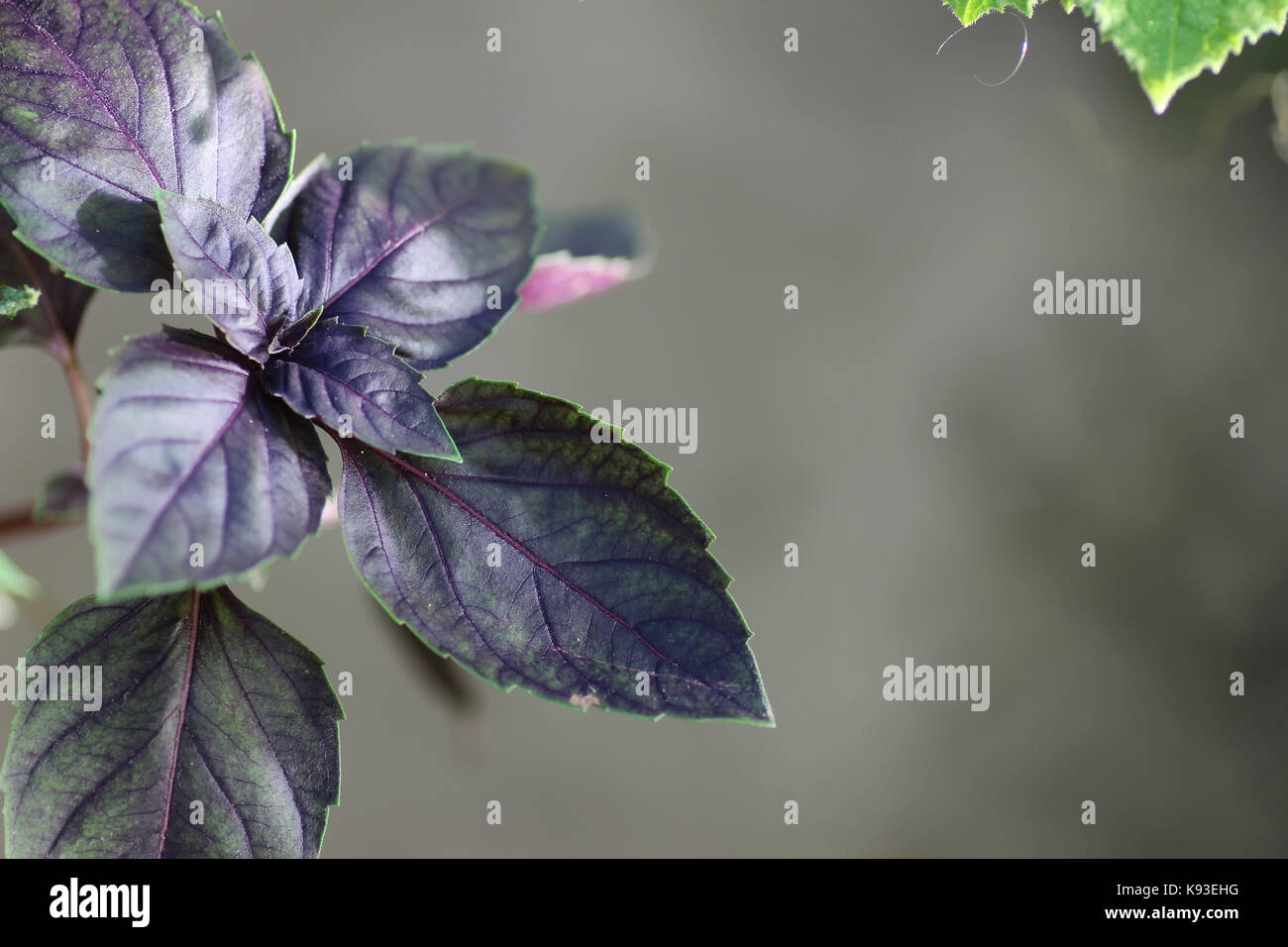 purple basil bush Stock Photo - Alamy