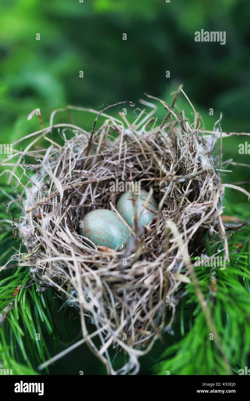 bird nest in nature Stock Photo - Alamy