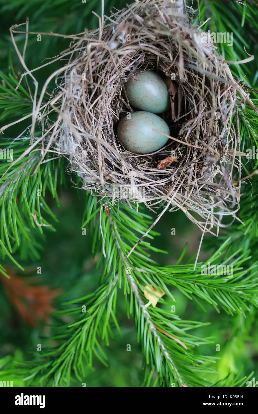bird nest in nature Stock Photo - Alamy