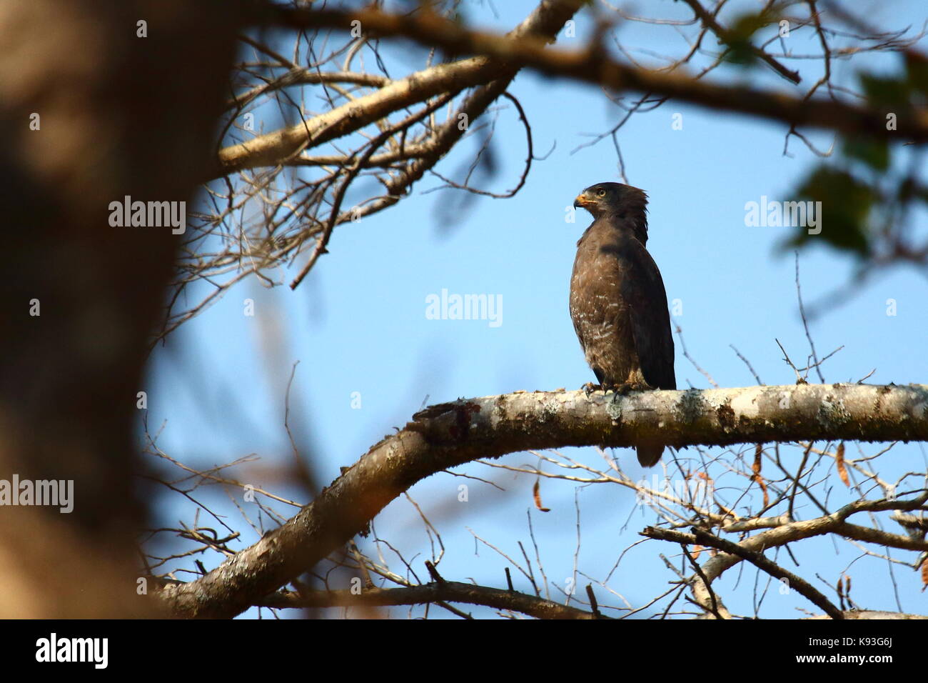 Zambian eagle hi-res stock photography and images - Alamy