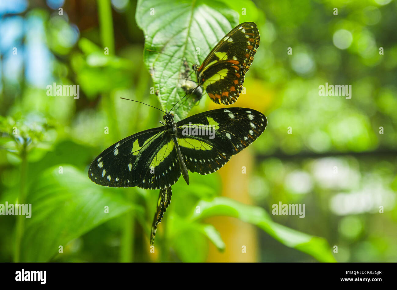 Mindo in Ecuador, a perfect spot to see some beautiful butterflies ...