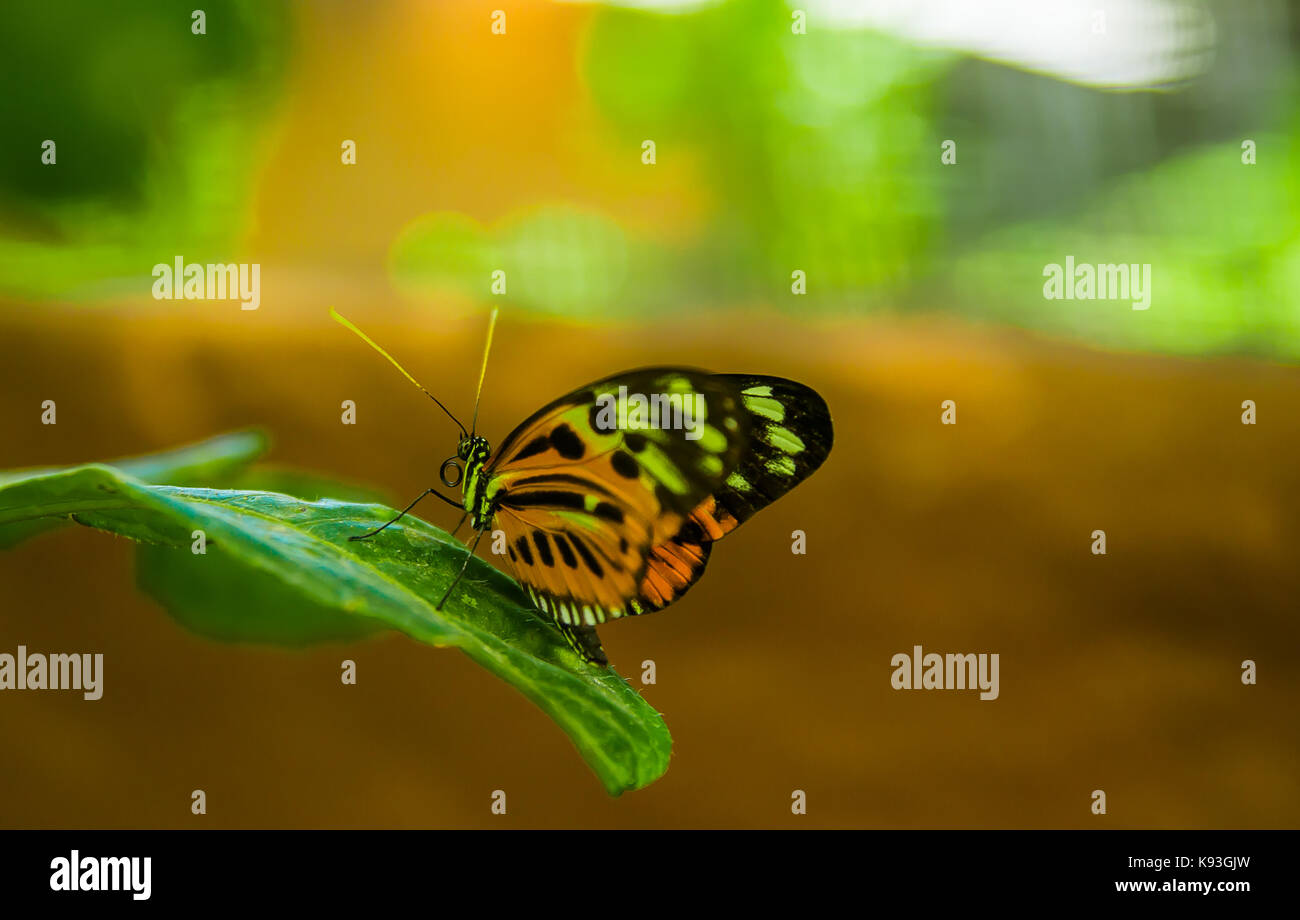 Mindo in Ecuador, a perfect spot to see some beautiful butterflies ...