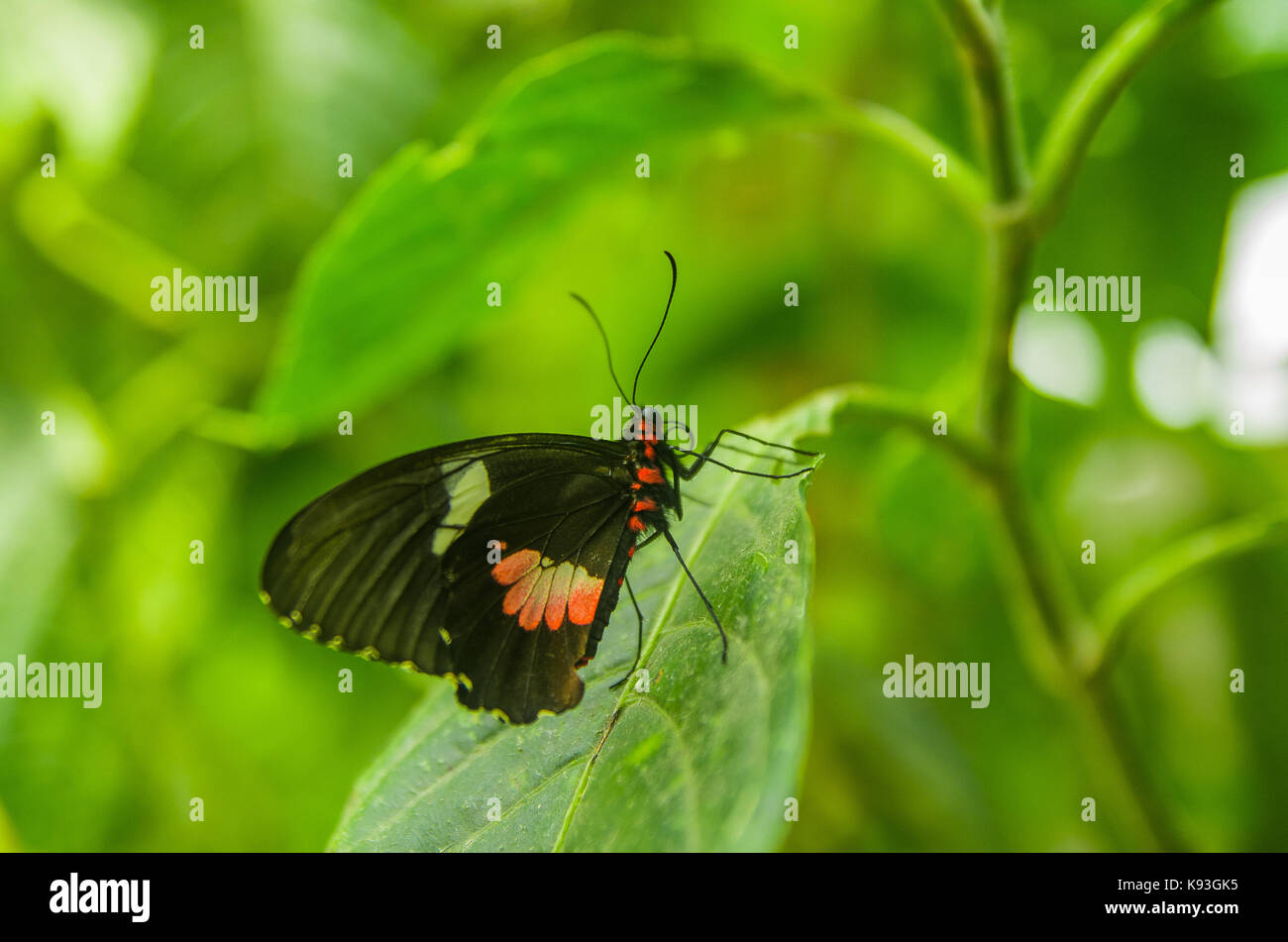 Mindo in Ecuador, a perfect spot to see some beautiful butterflies ...