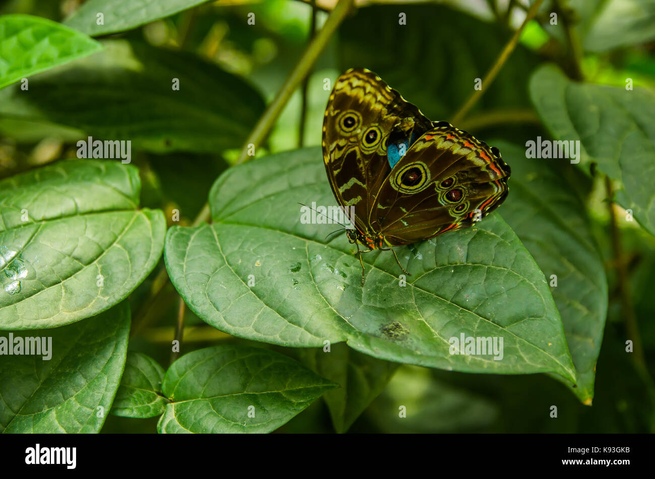 Mindo in Ecuador, a perfect spot to see some beautiful butterflies ...