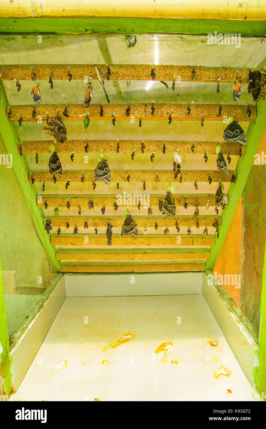Butterflies in a stage of pupa in Mariposario The Butterfly House in ...