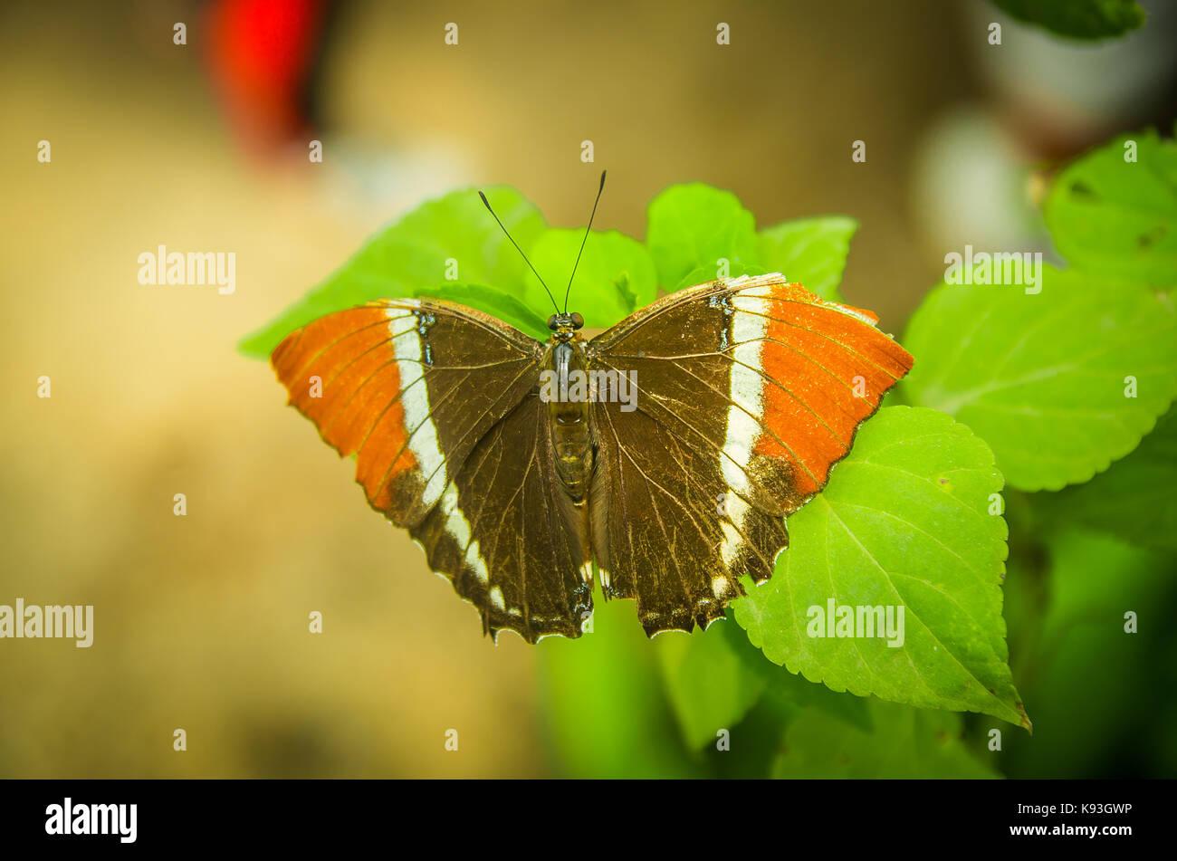 Mindo in Ecuador, a perfect spot to see some beautiful butterflies ...