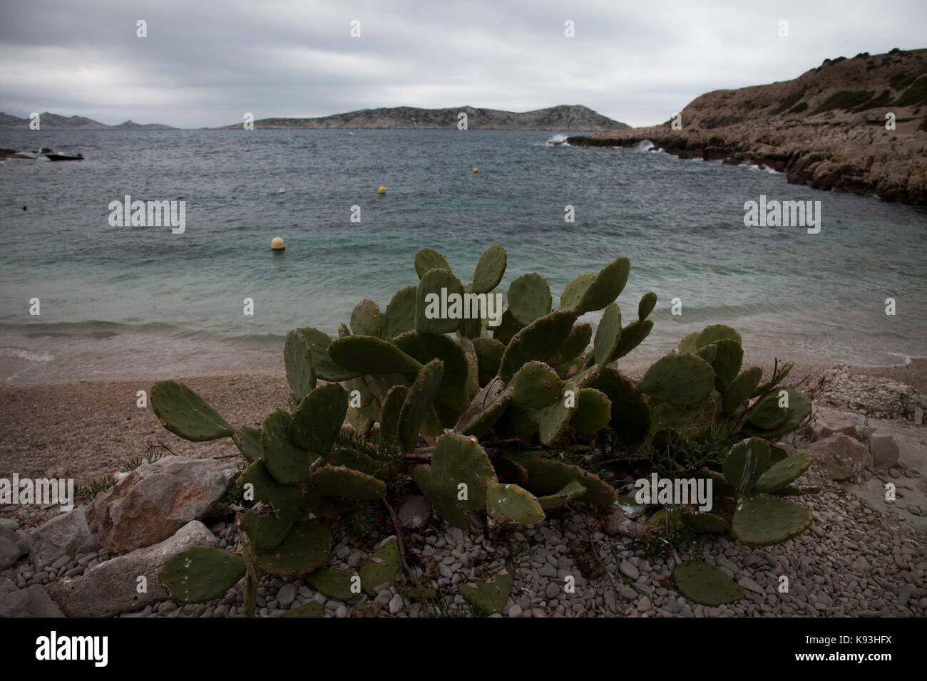Cactus at Les Goudes, Calanques, France Stock Photo - Alamy