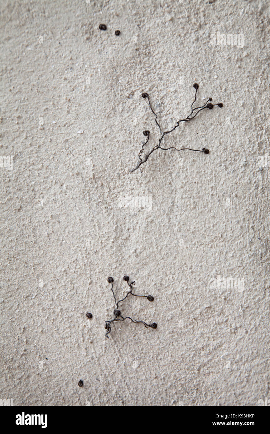 Spindly plants hi-res stock photography and images - Alamy