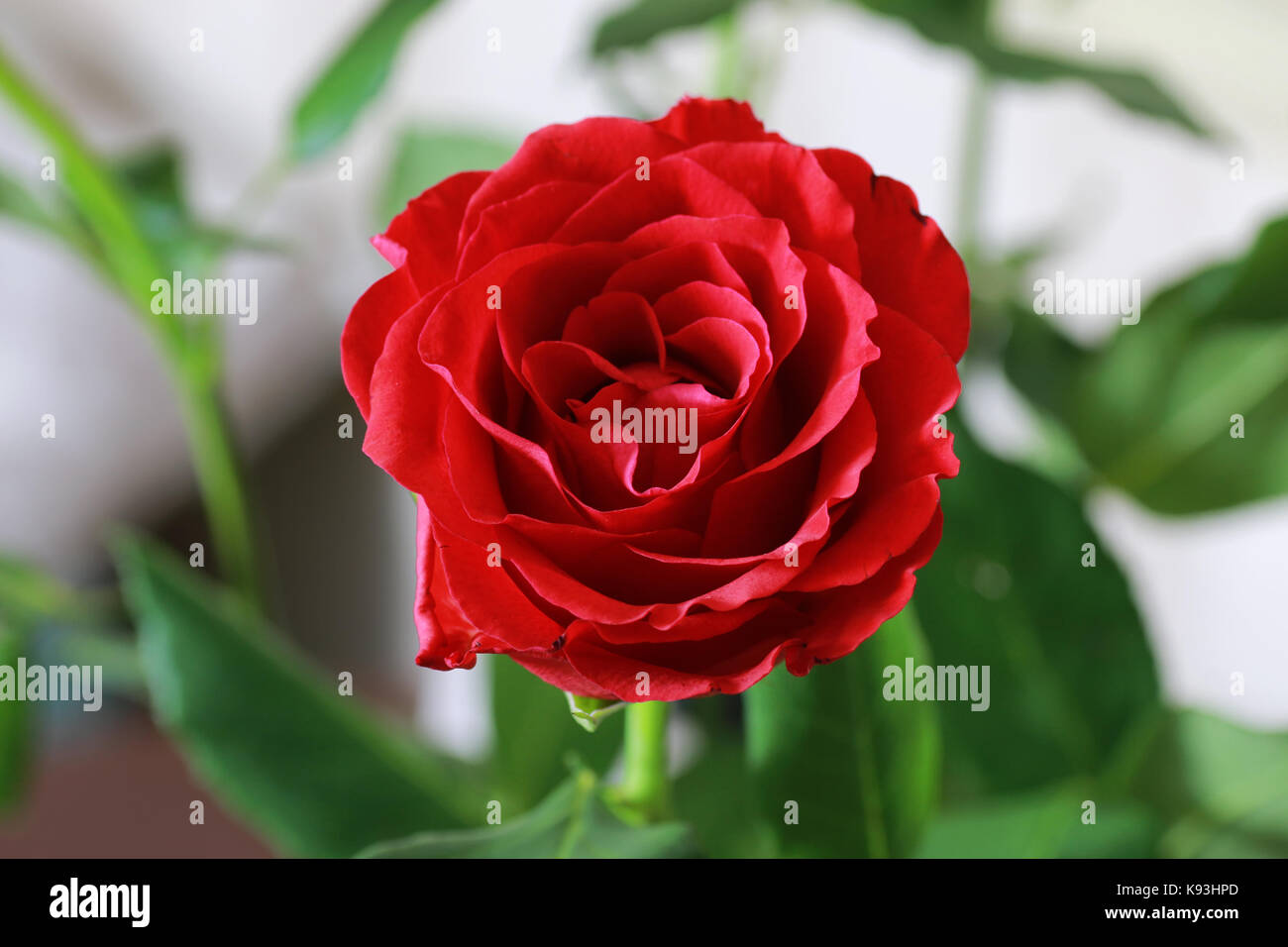 red rose bud closeup Stock Photo - Alamy