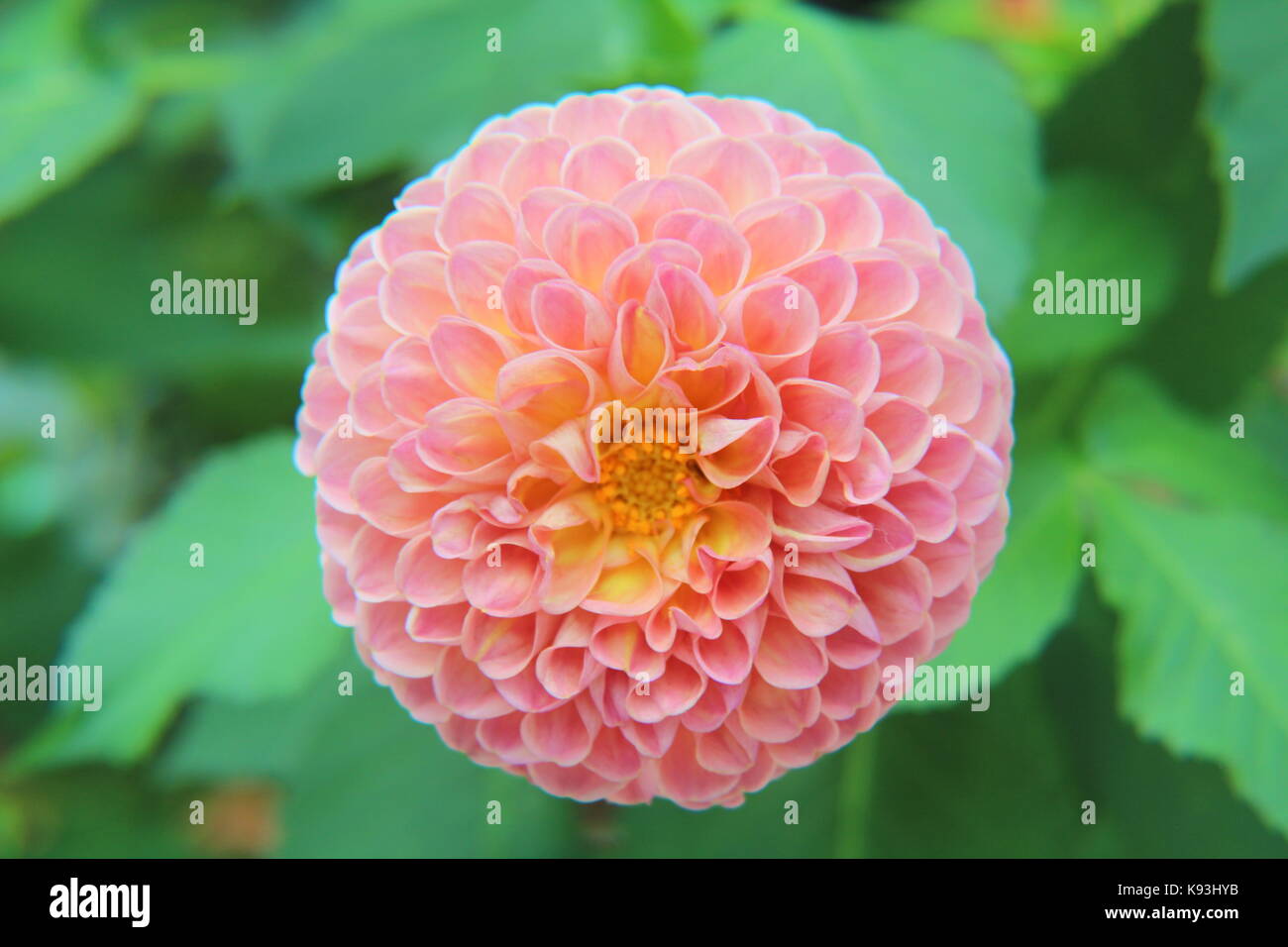 Flower orb of Singapore gardens Stock Photo - Alamy