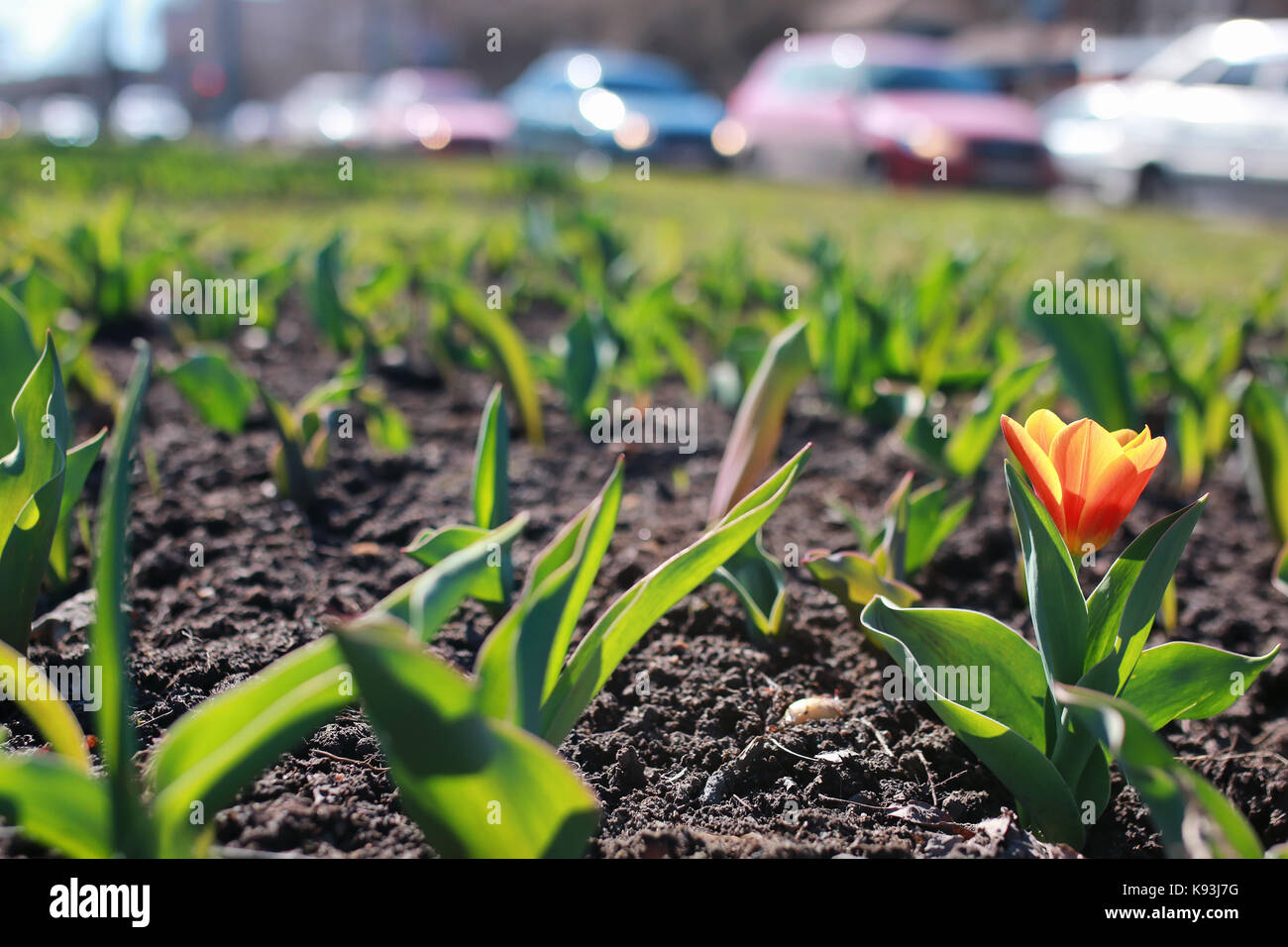 spring flower tulip on ground Stock Photo - Alamy