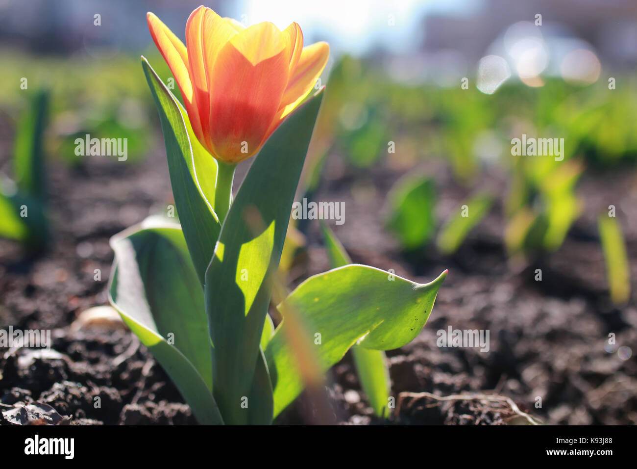 spring flower tulip on ground Stock Photo - Alamy