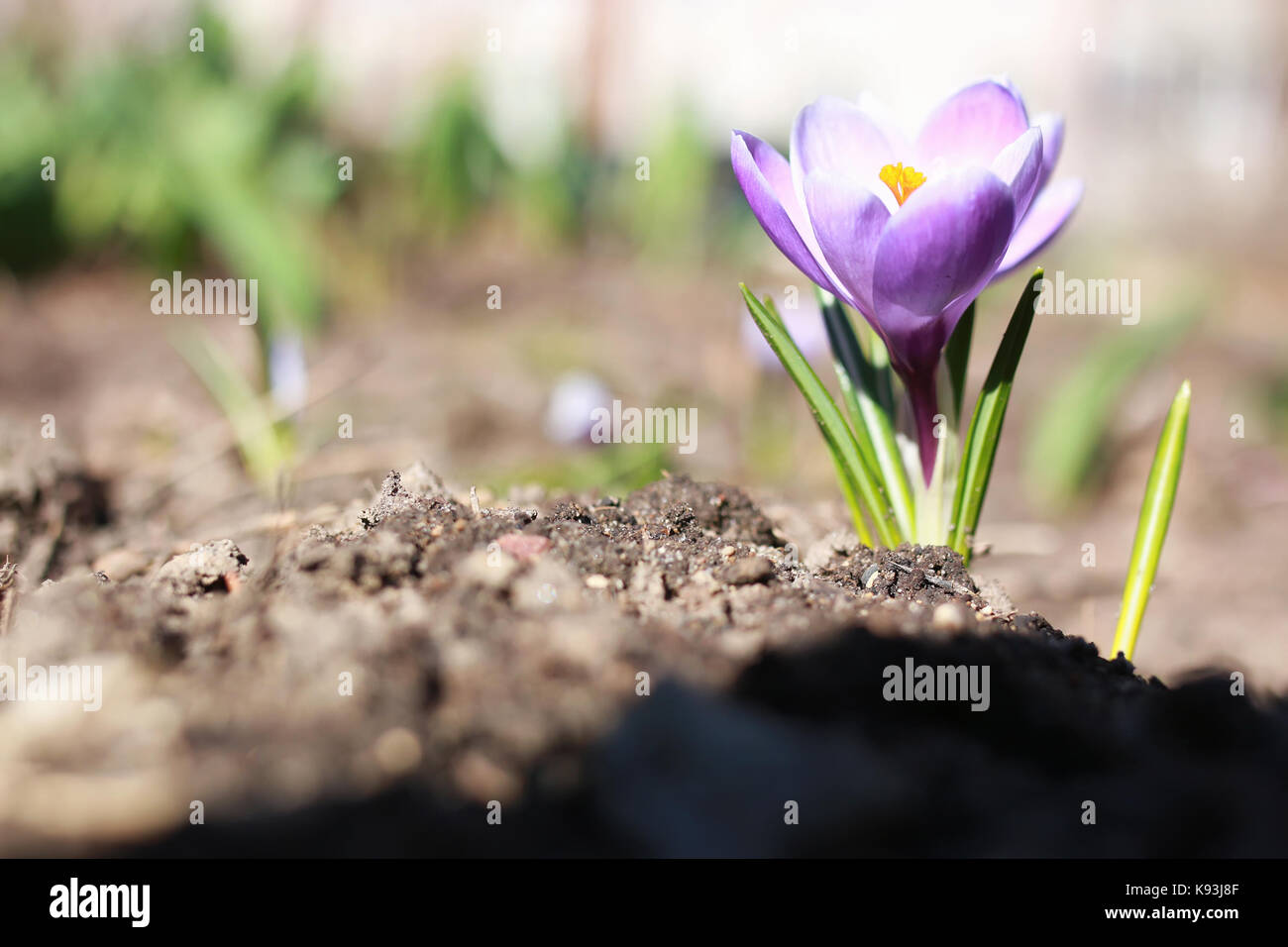 spring flower crocus Stock Photo - Alamy