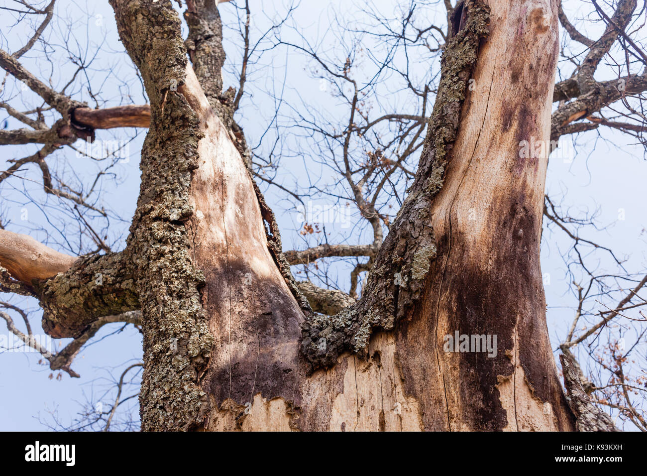 Dry tree bark skin peeling off aged tree closeup textures background ...