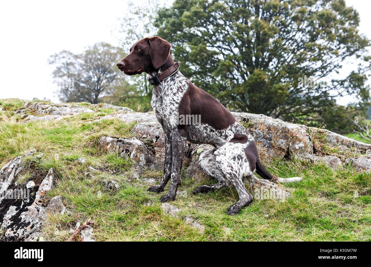 A German Short Haired Pointer dog Stock Photo - Alamy