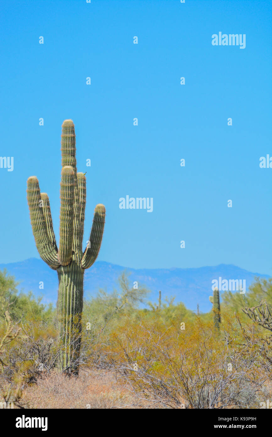Tree like cactus hi-res stock photography and images - Alamy