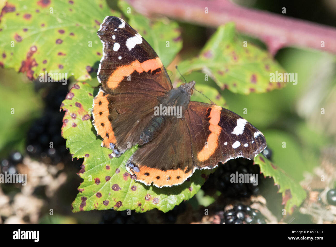 Red admiral butterfly hi-res stock photography and images - Alamy
