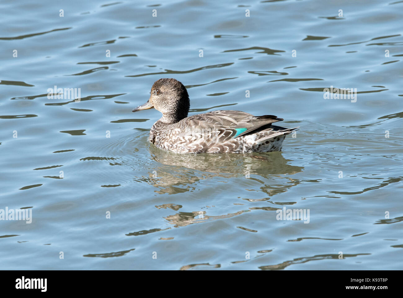 Female Teal (Eurasian Teal Stock Photo - Alamy