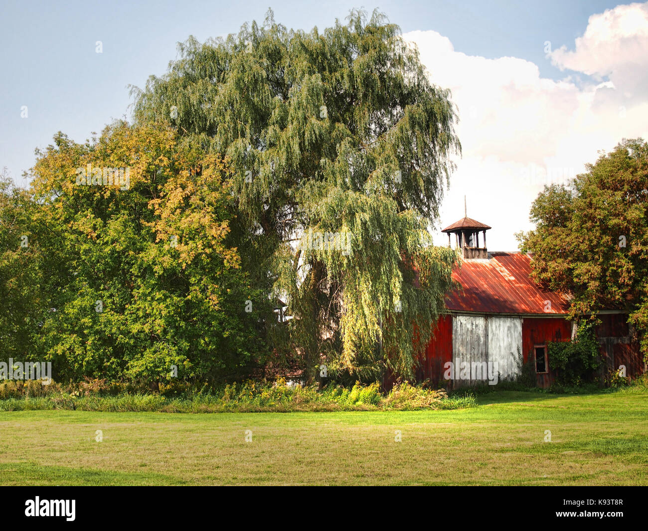 Red willow trees hi-res stock photography and images - Alamy