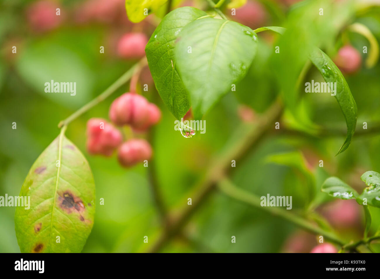 Beautiful, bright fruits of spindle tree in autumn in natural habitat ...