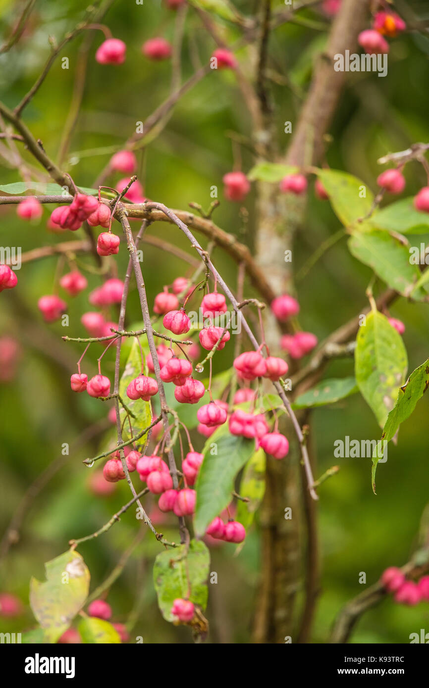 Beautiful, bright fruits of spindle tree in autumn in natural habitat ...