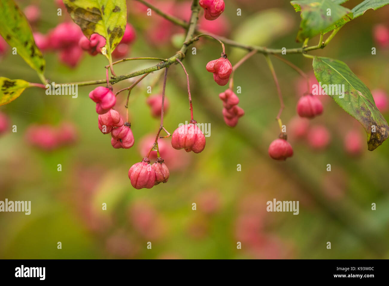 Beautiful, bright fruits of spindle tree in autumn in natural habitat ...