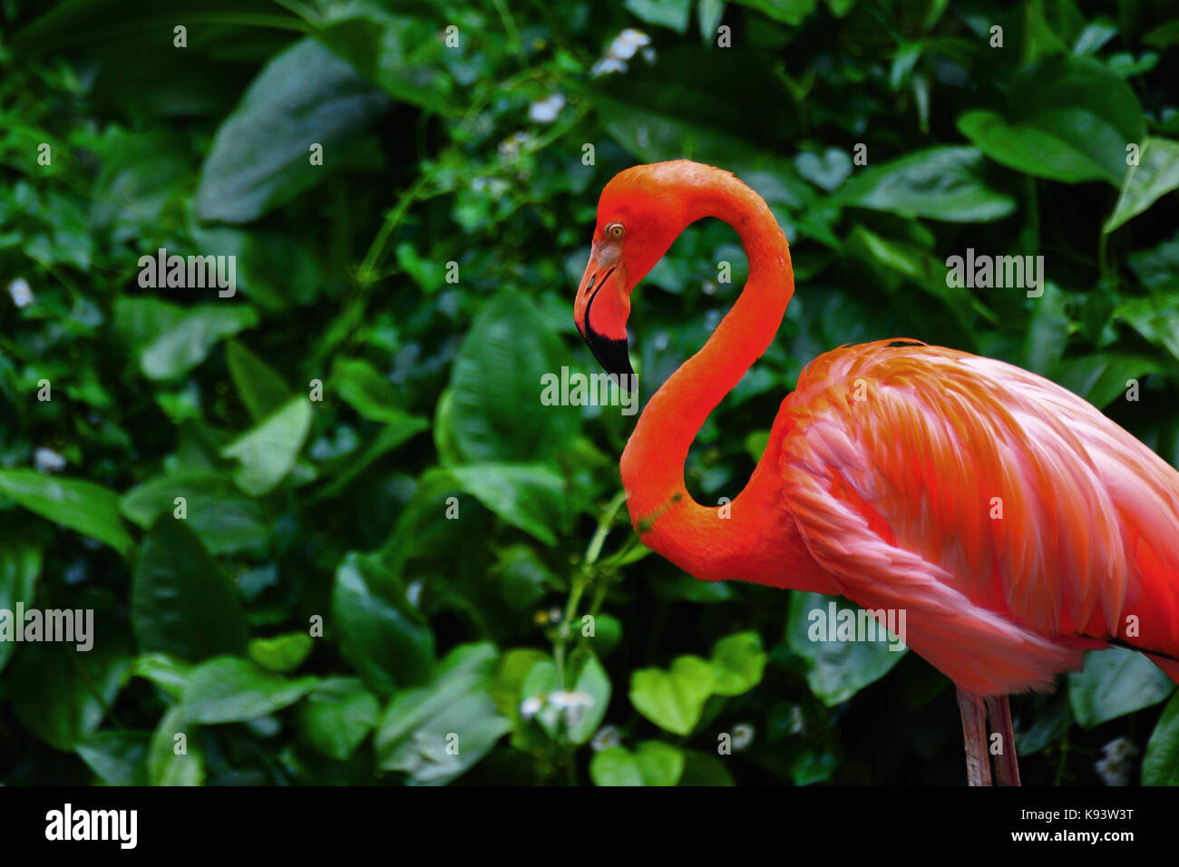 Flamingo bird in nature Stock Photo - Alamy