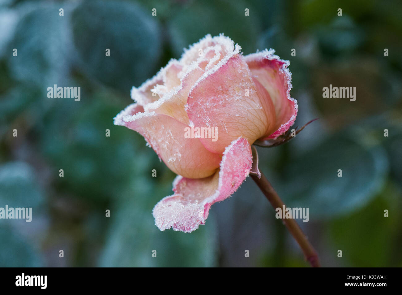 garden flowers, roses, Hamburg, Germany Stock Photo - Alamy